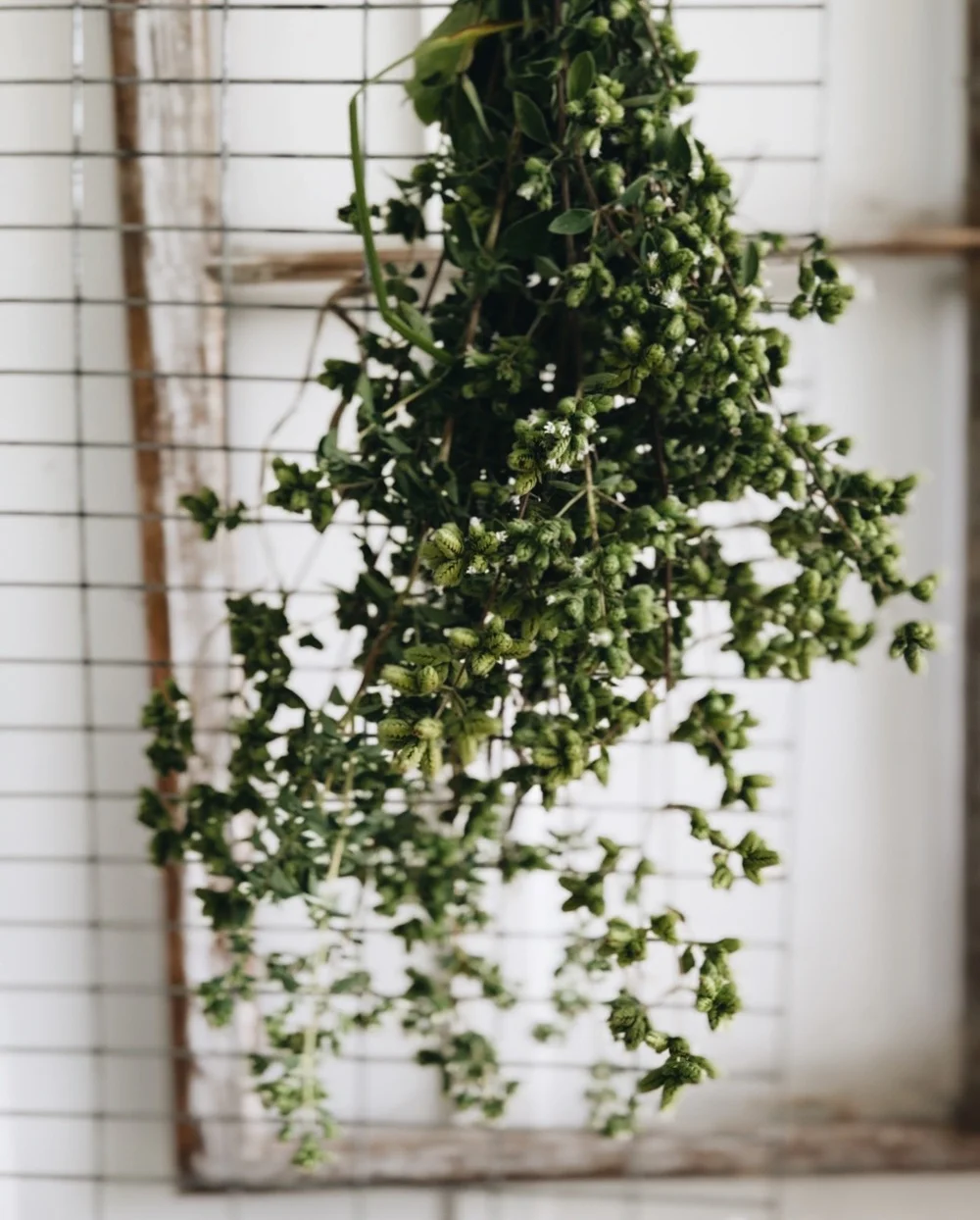 How To Grow Oregano In Your Own Backyard (Or Patio)