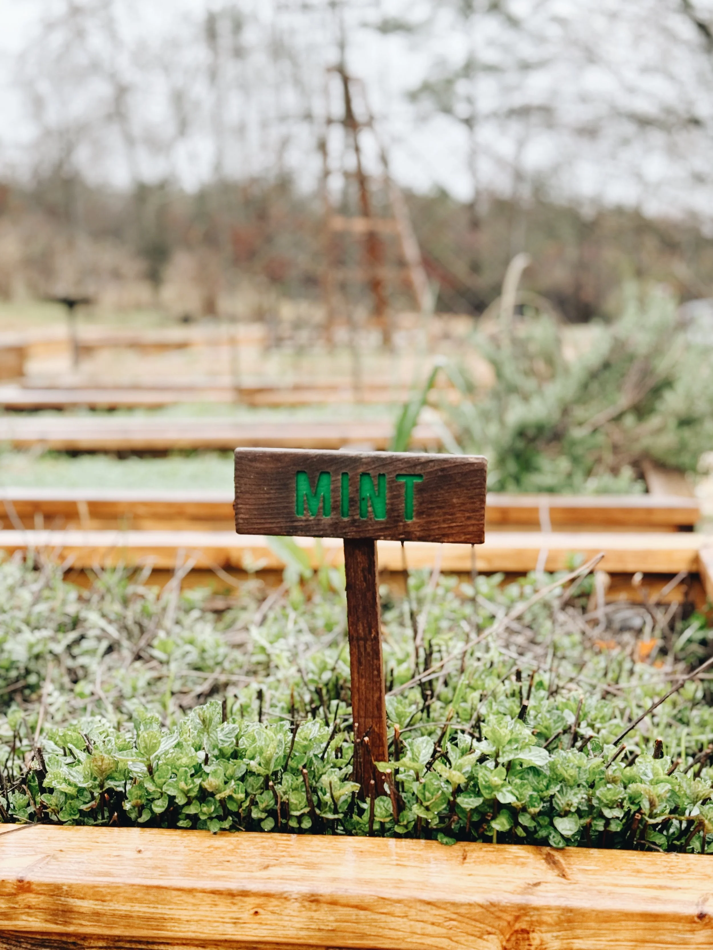 A Complete Guide To Growing Your Own Mint - Azure Farm