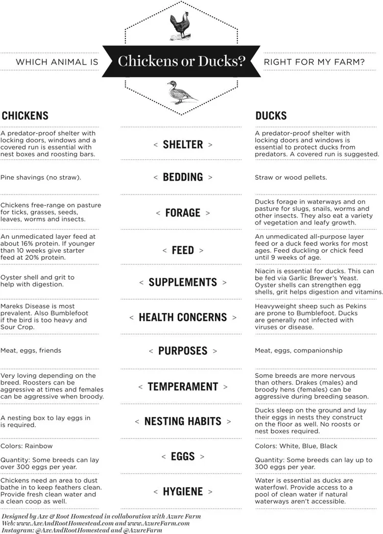 Everything You Need To Know On How To Raise Happy Ducks!