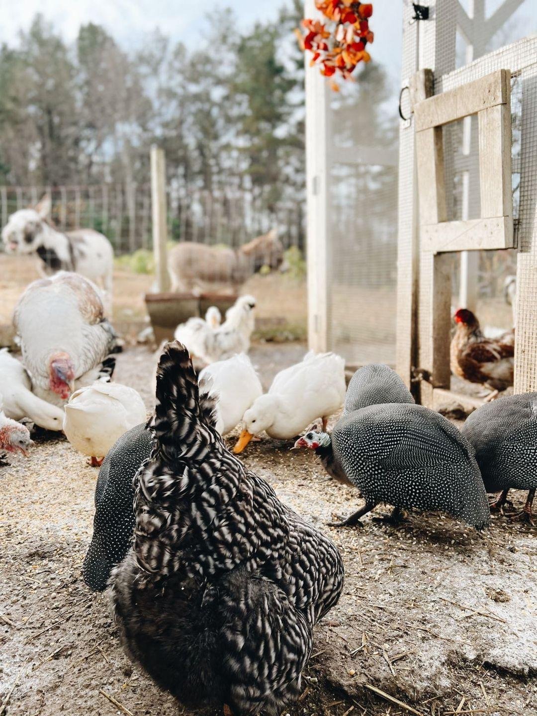 A Beginners Guide to Guinea Fowl Care - The Essentials You Need to Know ...