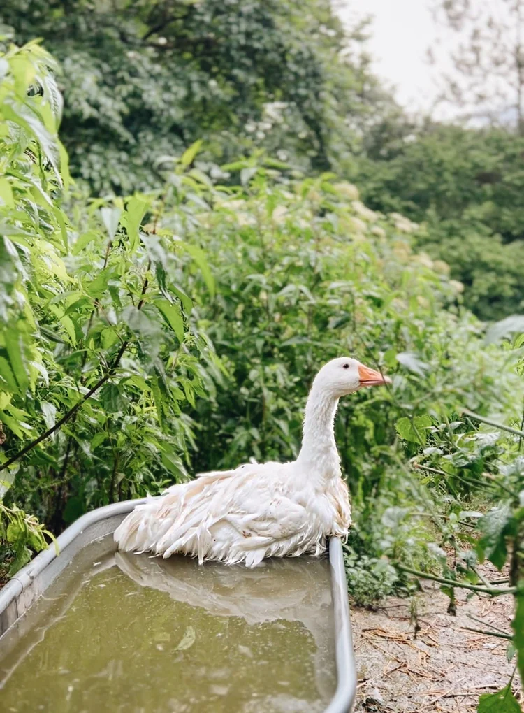 Raising Geese As a Beginner - All The Essentials To Know!