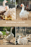Raising Geese As a Beginner - All The Essentials To Know!