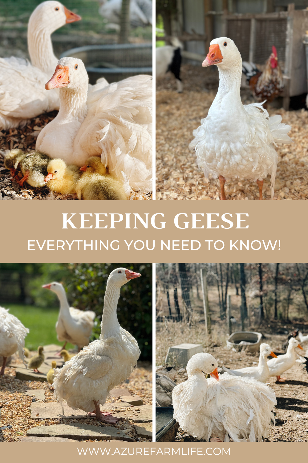 Raising Geese As a Beginner - All The Essentials To Know!
