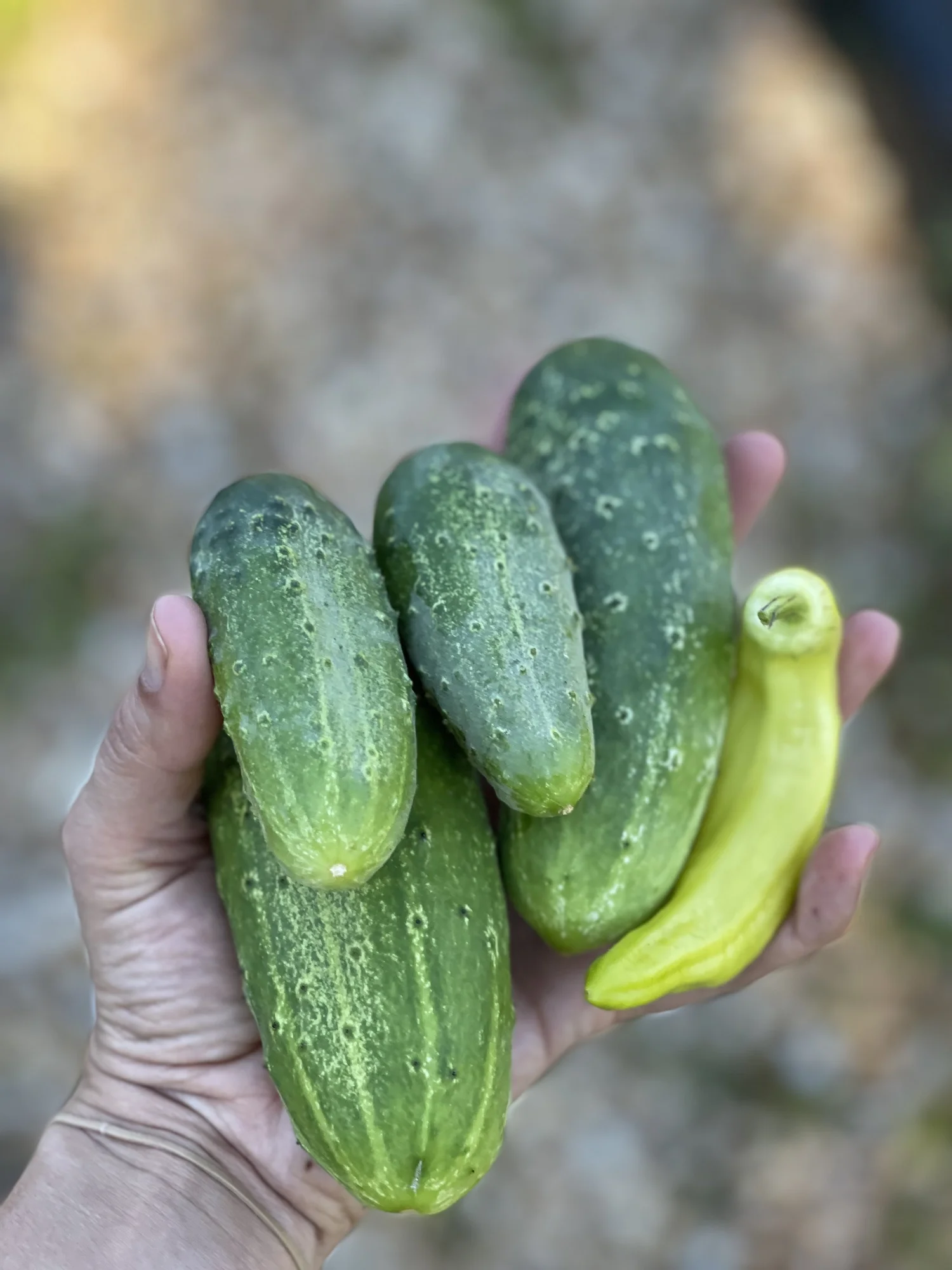Learn How To Grow Cucumbers This Summer