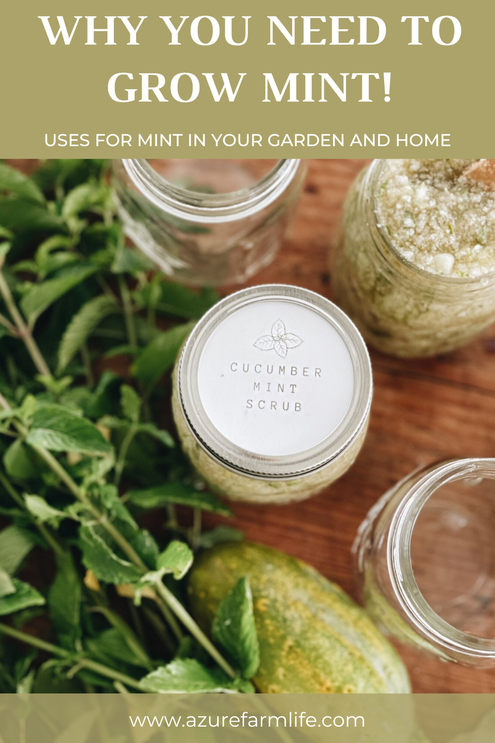 A Complete Guide To Growing Your Own Mint - Azure Farm