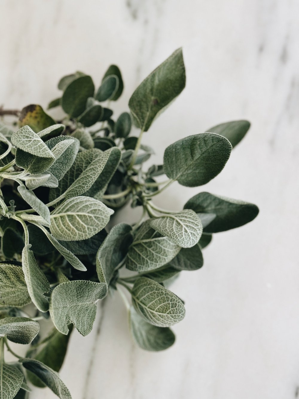 Your Guide To Growing Sage - A Hardy, Perennial Herb