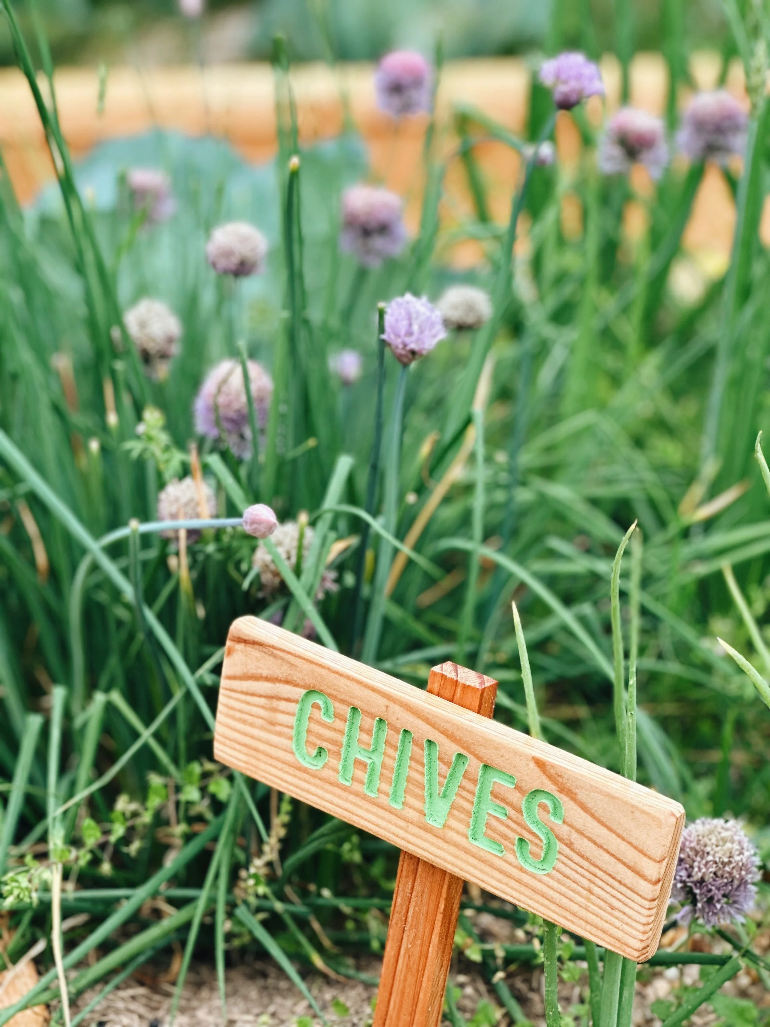 Growing Chives From Seed Or Bulbs: A Complete Beginner's Guide