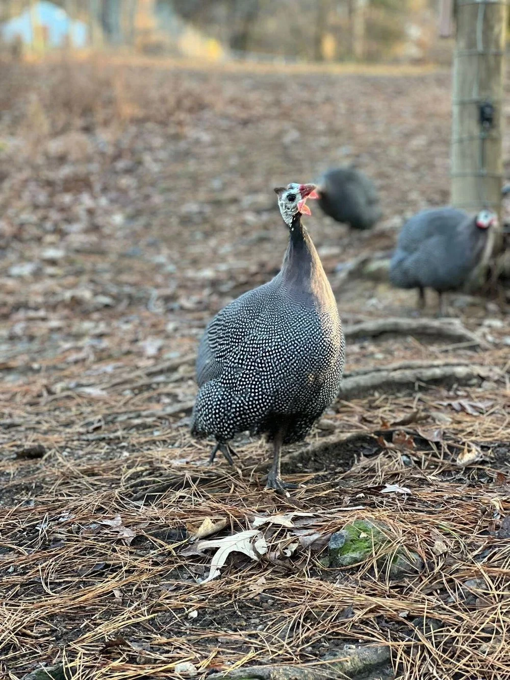 A Beginner’s Guide To Raising Guinea Fowl