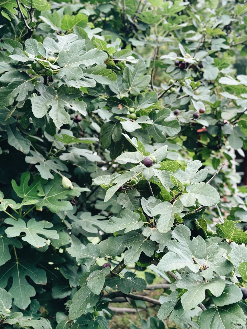 A Beginner's Guide To Growing Figs: From Planting To Harvesting