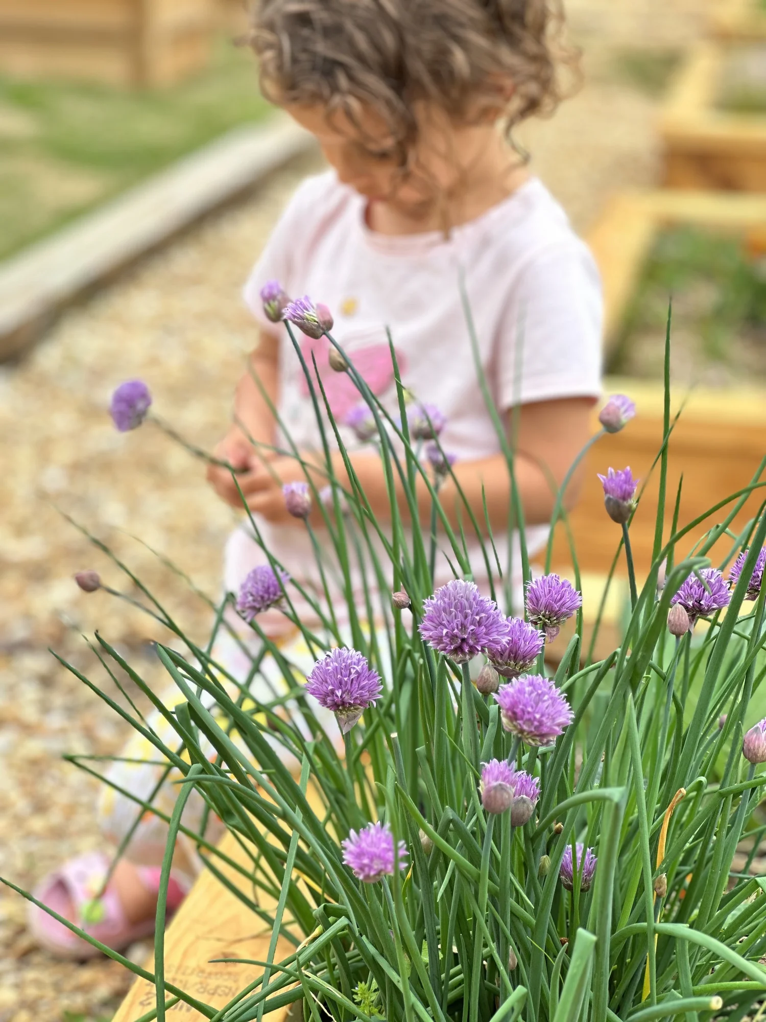 Growing Chives From Seed Or Bulbs: A Complete Beginner's Guide