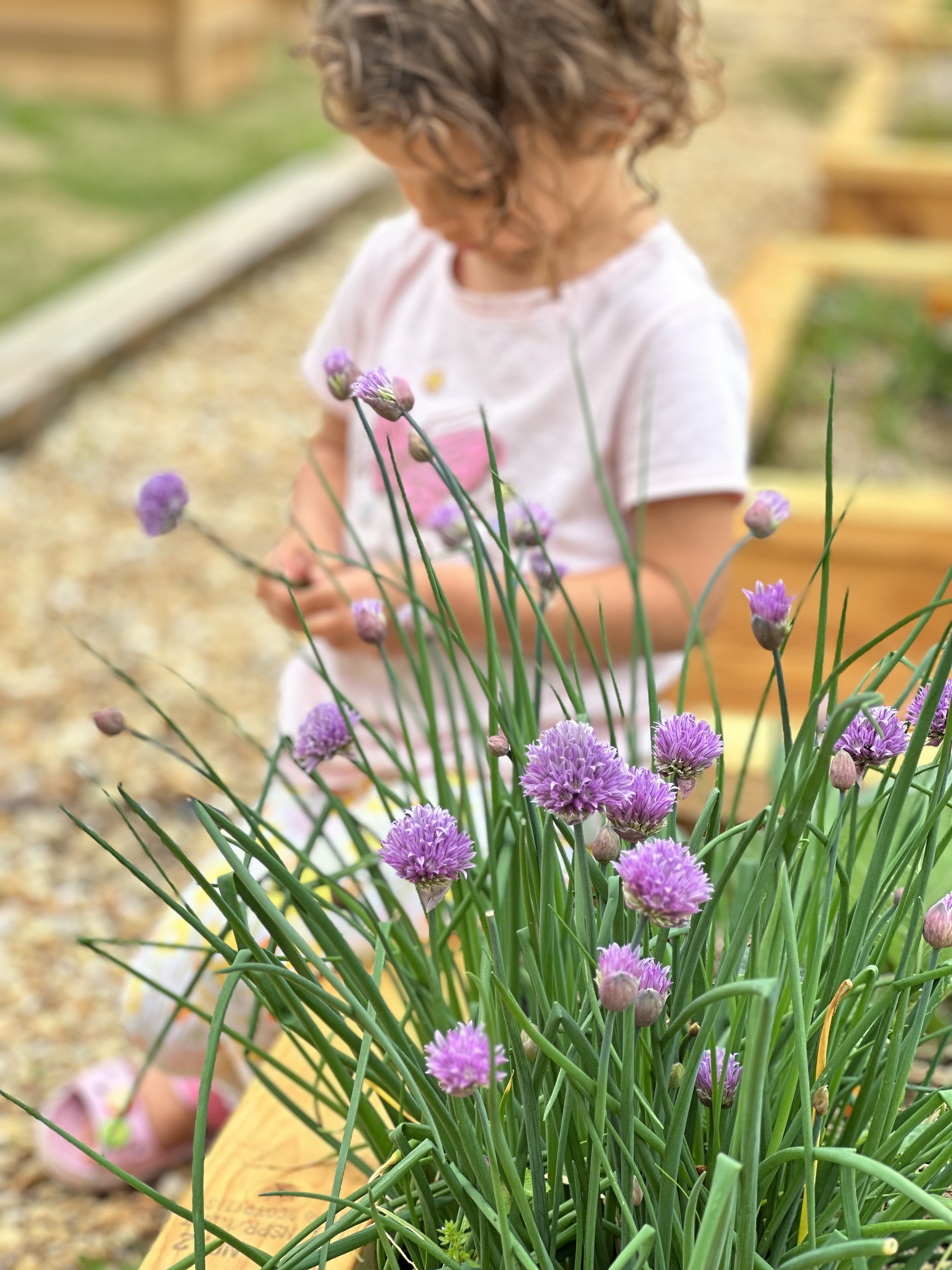 Growing Chives From Seed Or Bulbs: A Complete Beginner's Guide