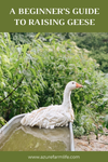 Raising Geese As a Beginner - All The Essentials To Know!