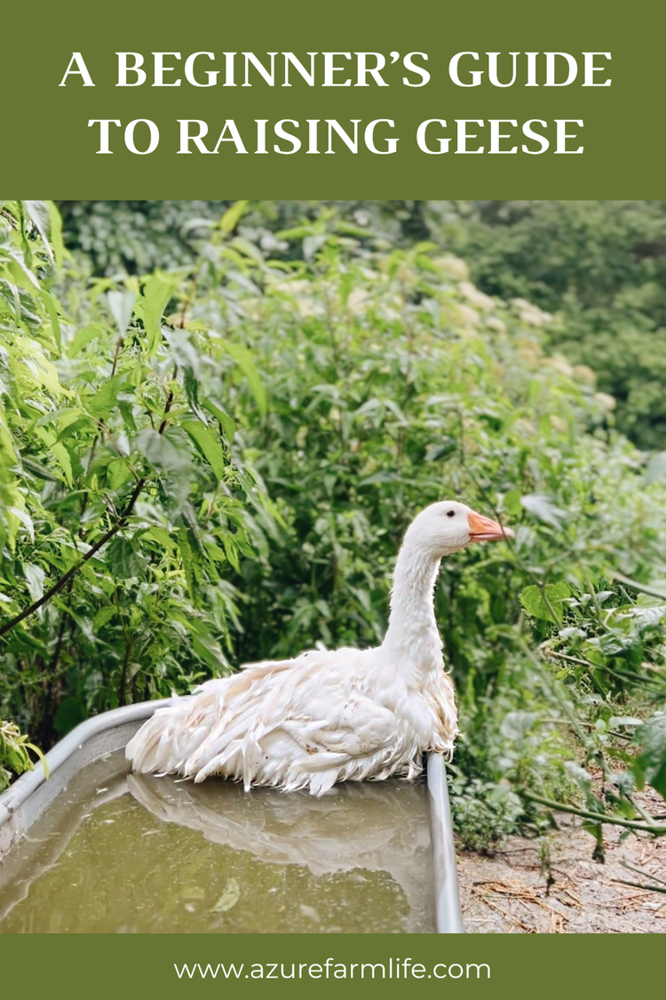 Raising Geese As a Beginner - All The Essentials To Know!