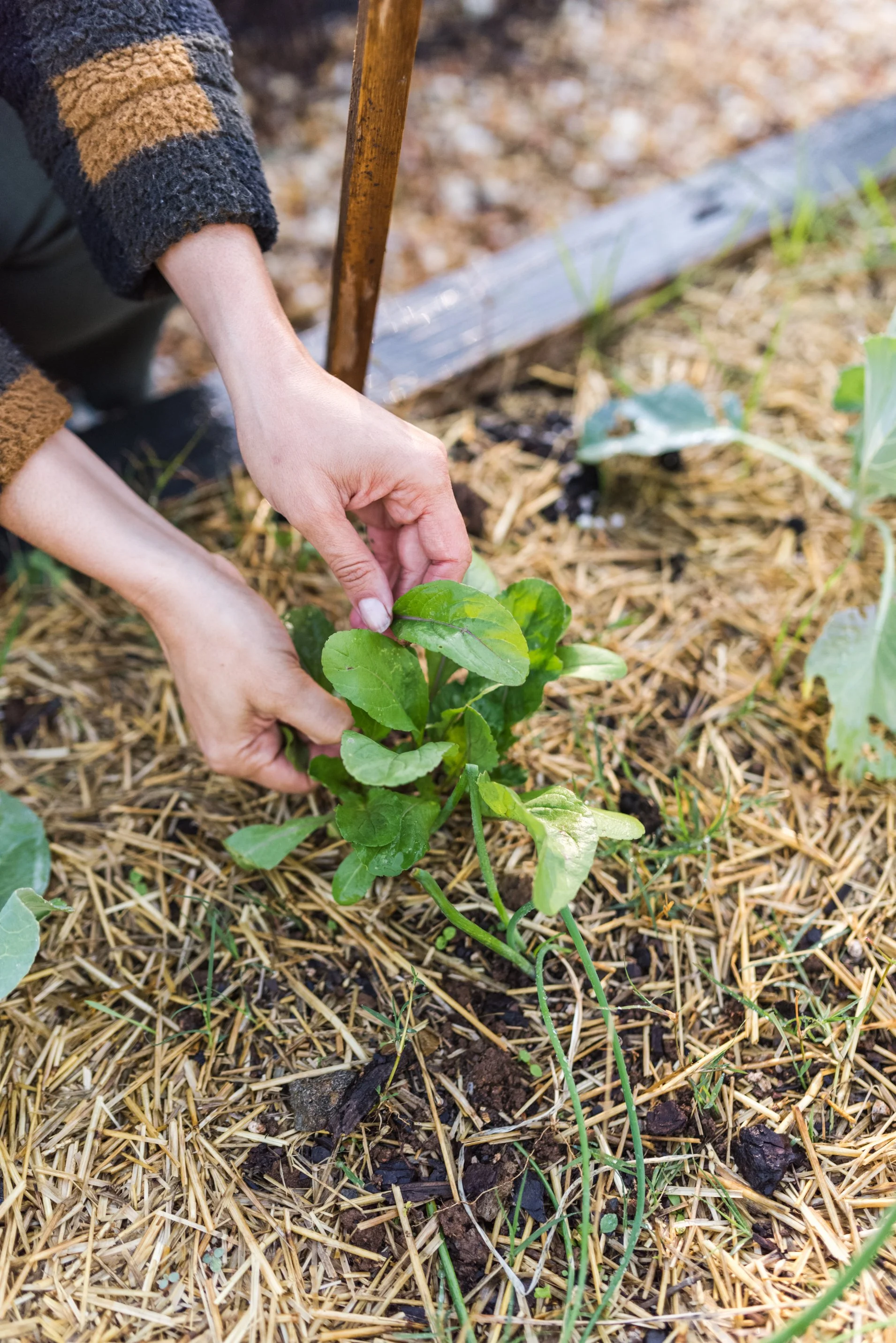 Mulching In The Garden: Why, How, and When!
