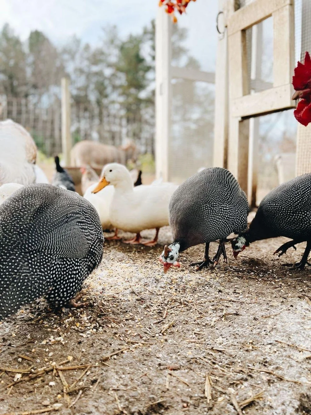 A Beginner’s Guide To Raising Guinea Fowl