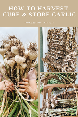 How To Harvest, Cure, And Store Garlic For The Longterm - Azure Farm