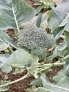 Understand when to Harvest Broccoli and How To Grow It Easily. - Azure Farm