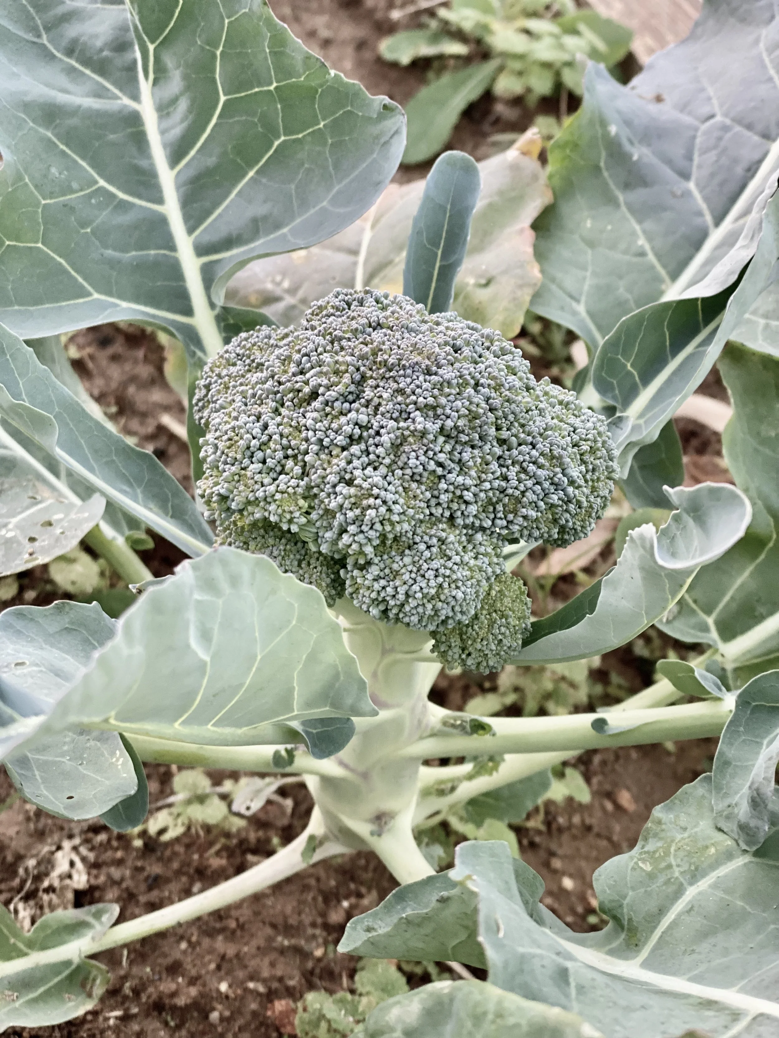 Understand when to Harvest Broccoli and How To Grow It Easily. - Azure Farm