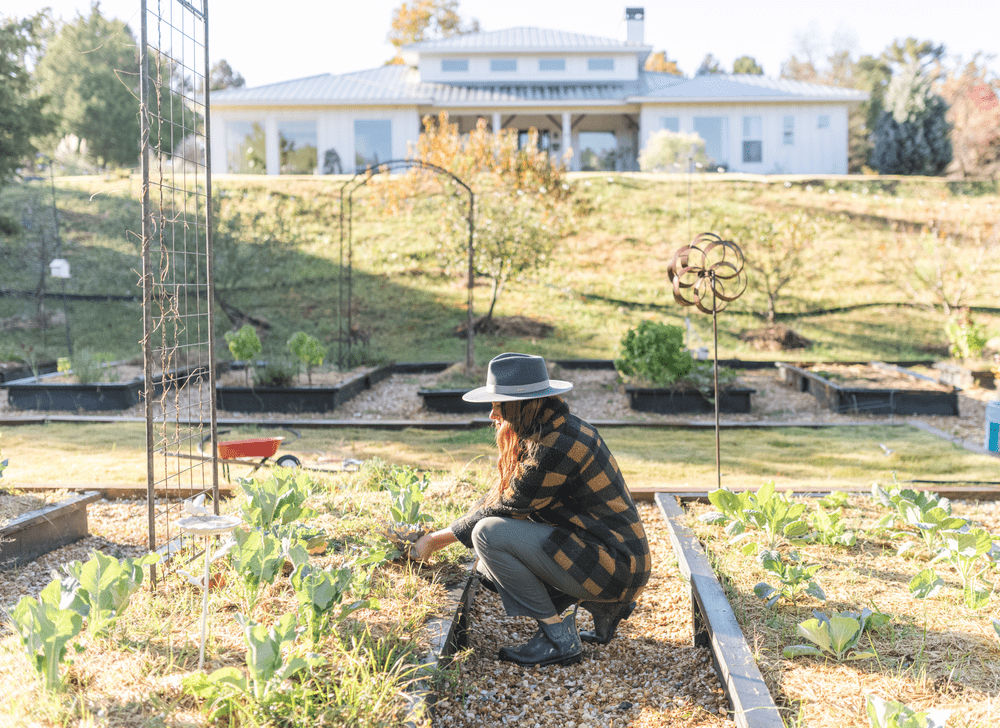 Winter Greens: Planting for Cold-Weather Harvests - Azure Farm