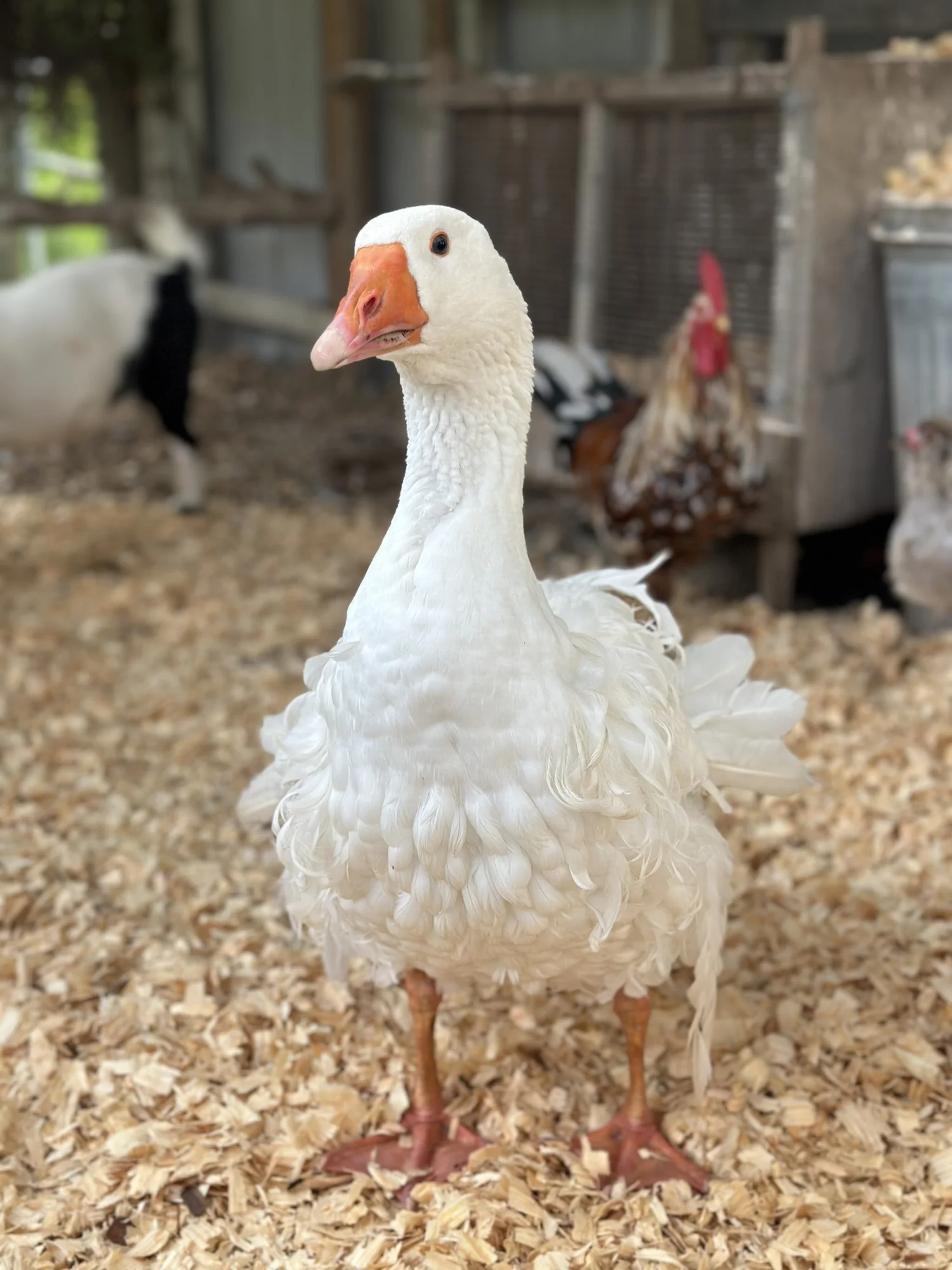 Raising Geese As a Beginner - All The Essentials To Know!