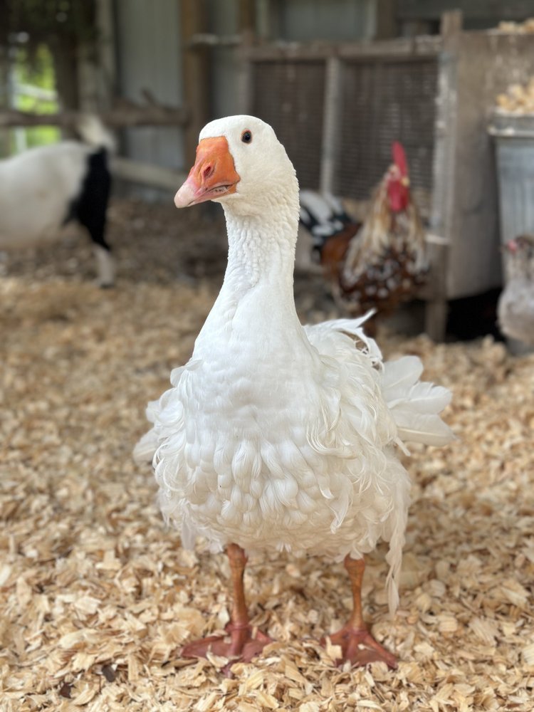 Raising Geese As a Beginner - All The Essentials To Know!