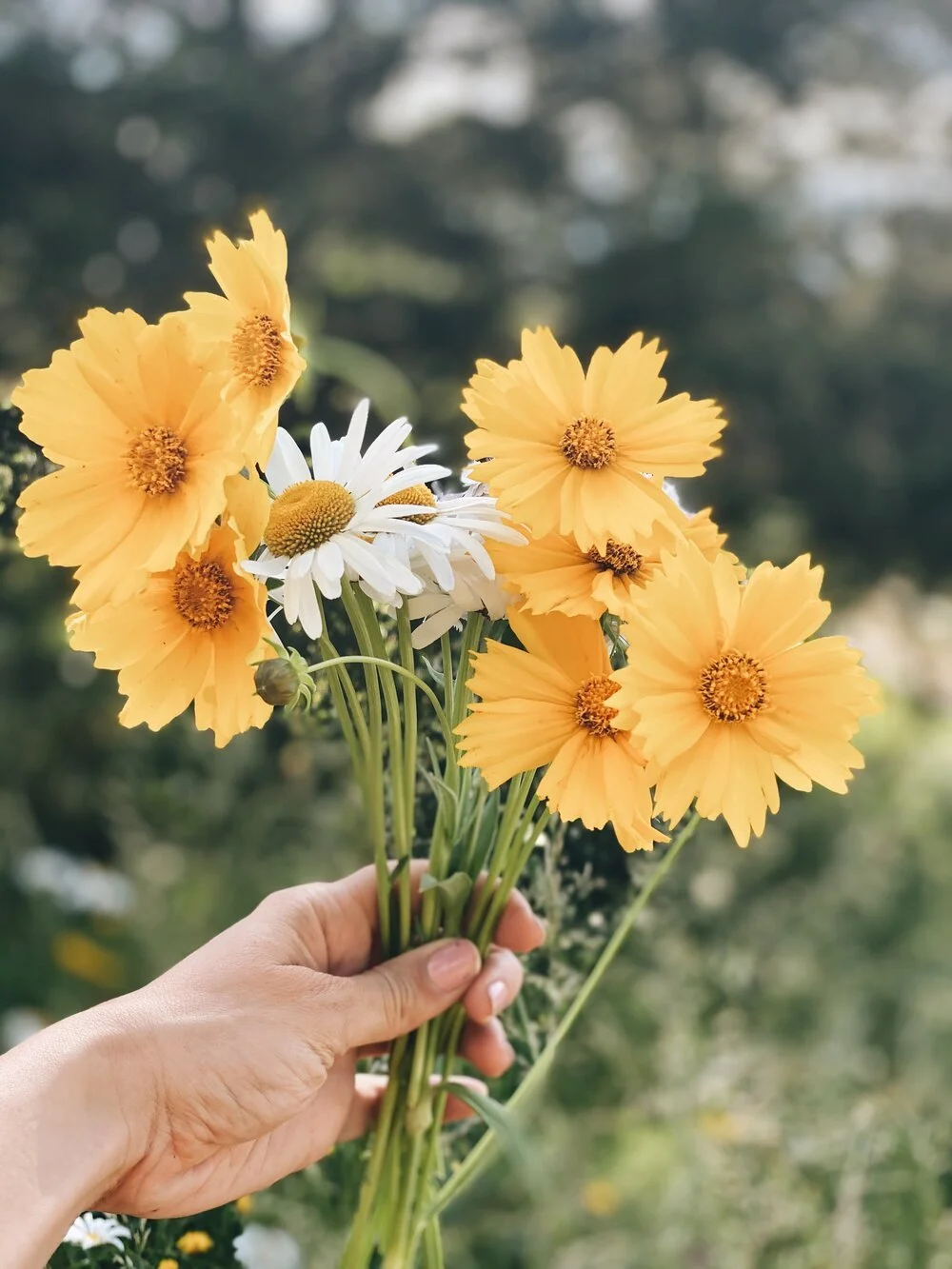 Planting Flowers For Beginners - Azure Farm