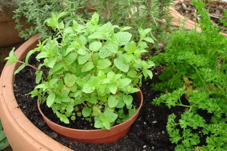 A Complete Guide To Growing Your Own Mint - Azure Farm