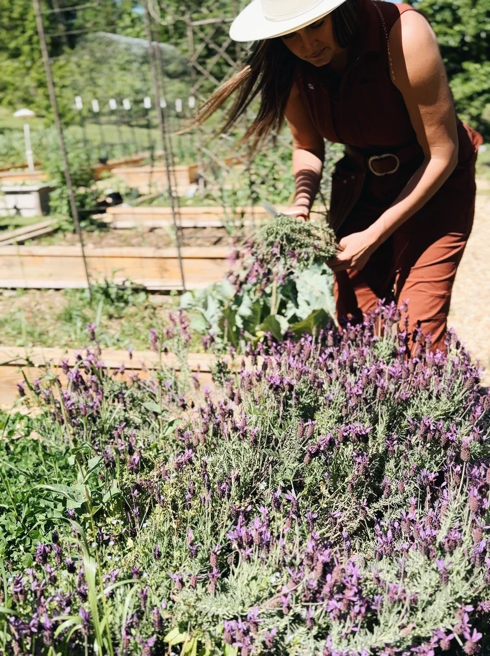 A Beginner's Guide To Growing Beautiful, Healthy Lavender