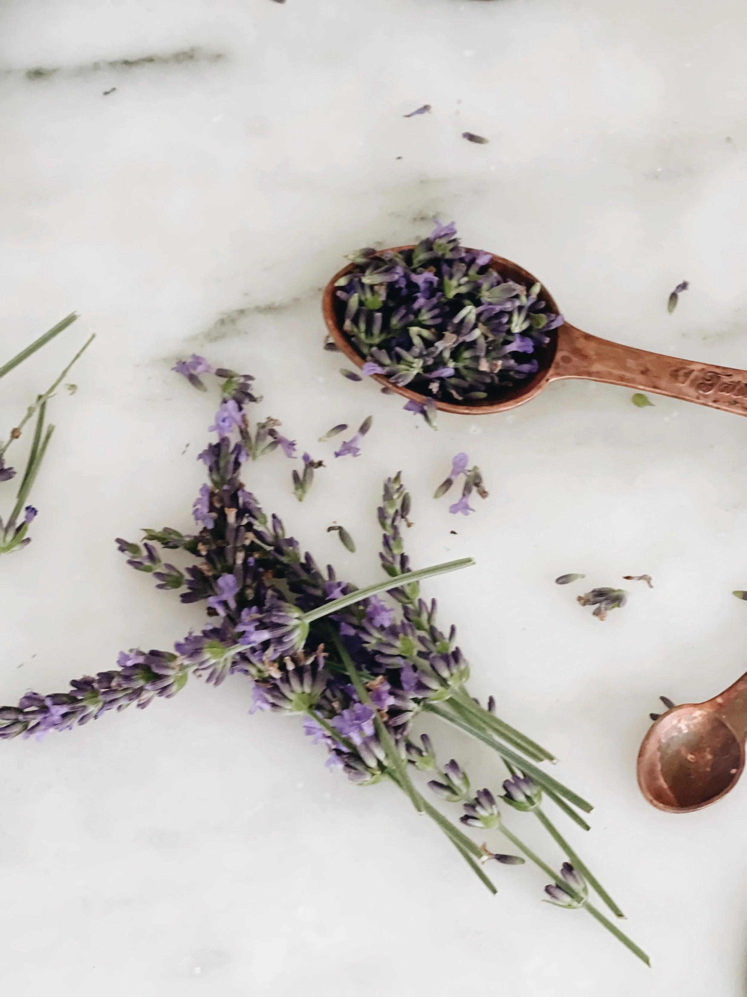 A Beginner's Guide To Growing Beautiful, Healthy Lavender