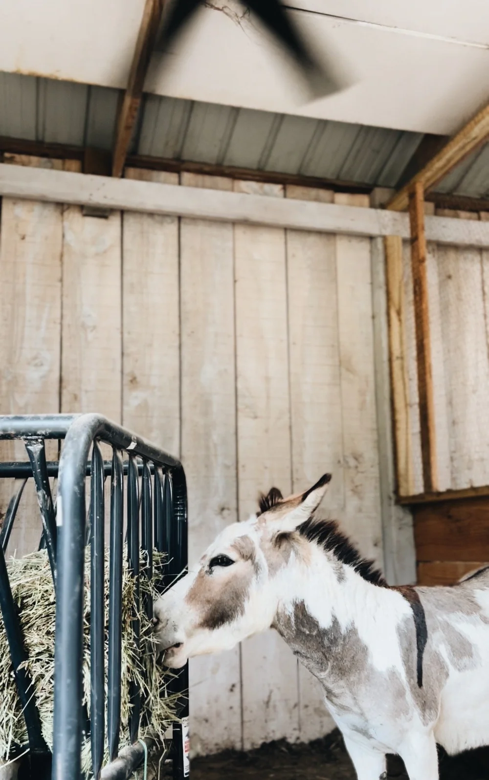 7 Ideas to Keep Your Farm Animals Cool During Summer - Azure Farm