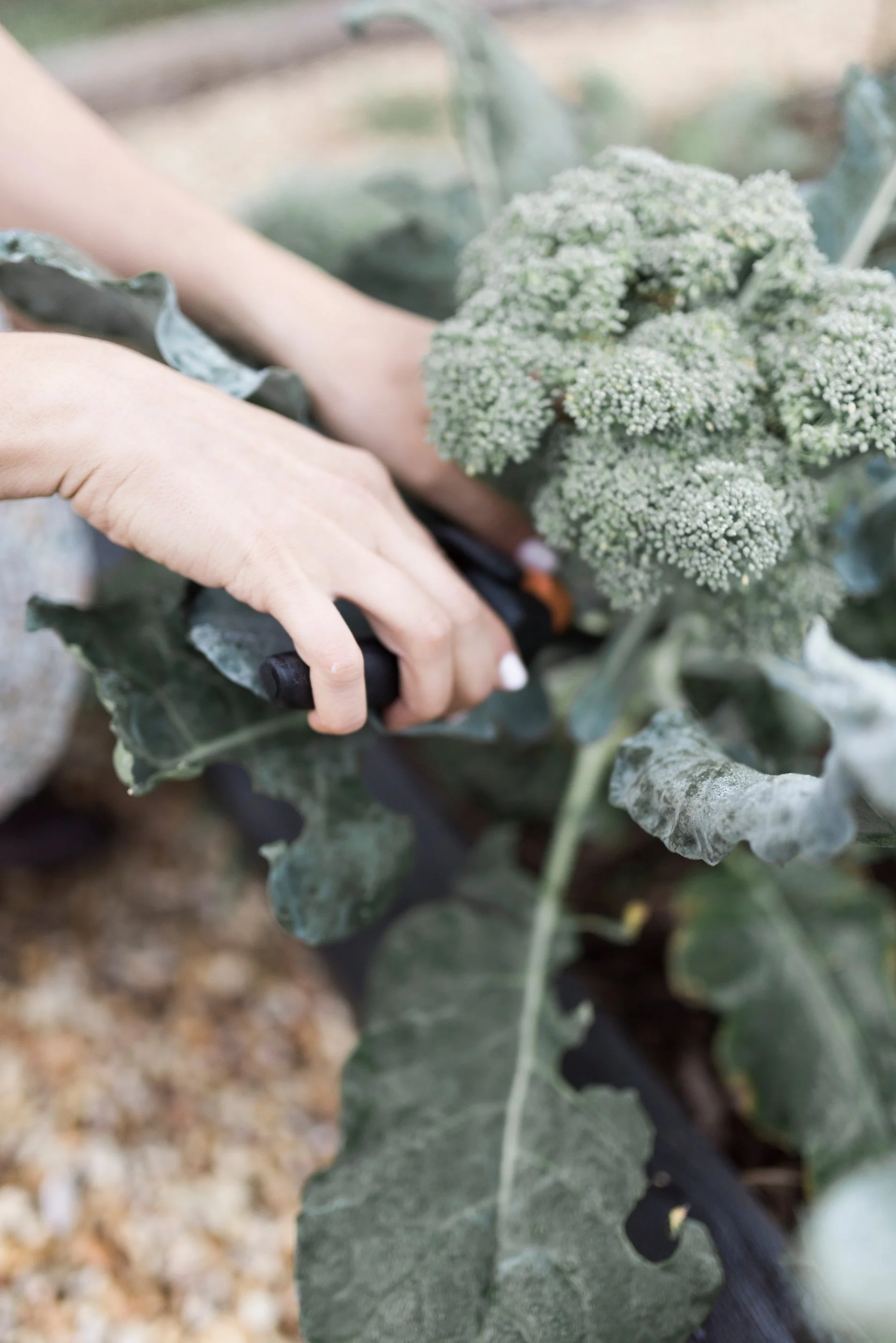 Understand when to Harvest Broccoli and How To Grow It Easily. - Azure Farm