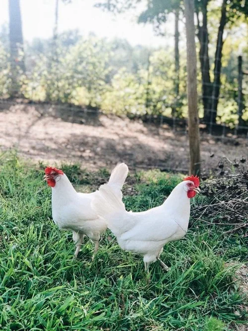 Choose the Best Chicken Breeds for Your Backyard - Azure Farm