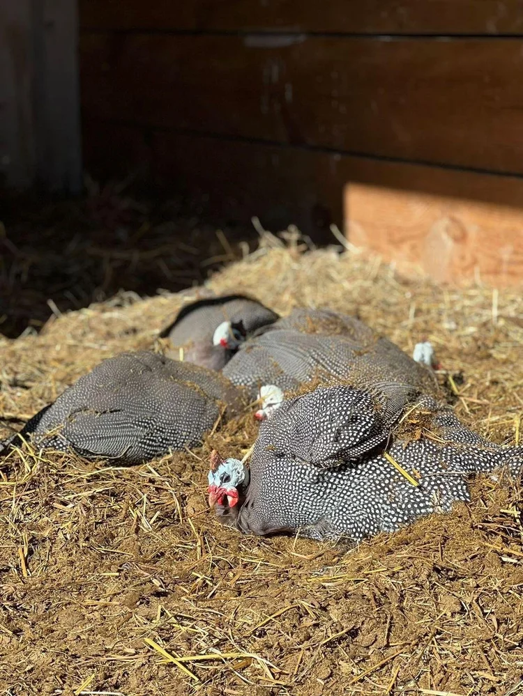 A Beginner’s Guide To Raising Guinea Fowl