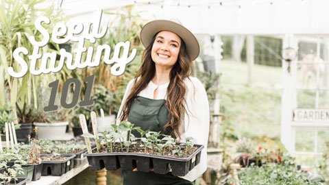 Understand when to Harvest Broccoli and How To Grow It Easily. - Azure Farm