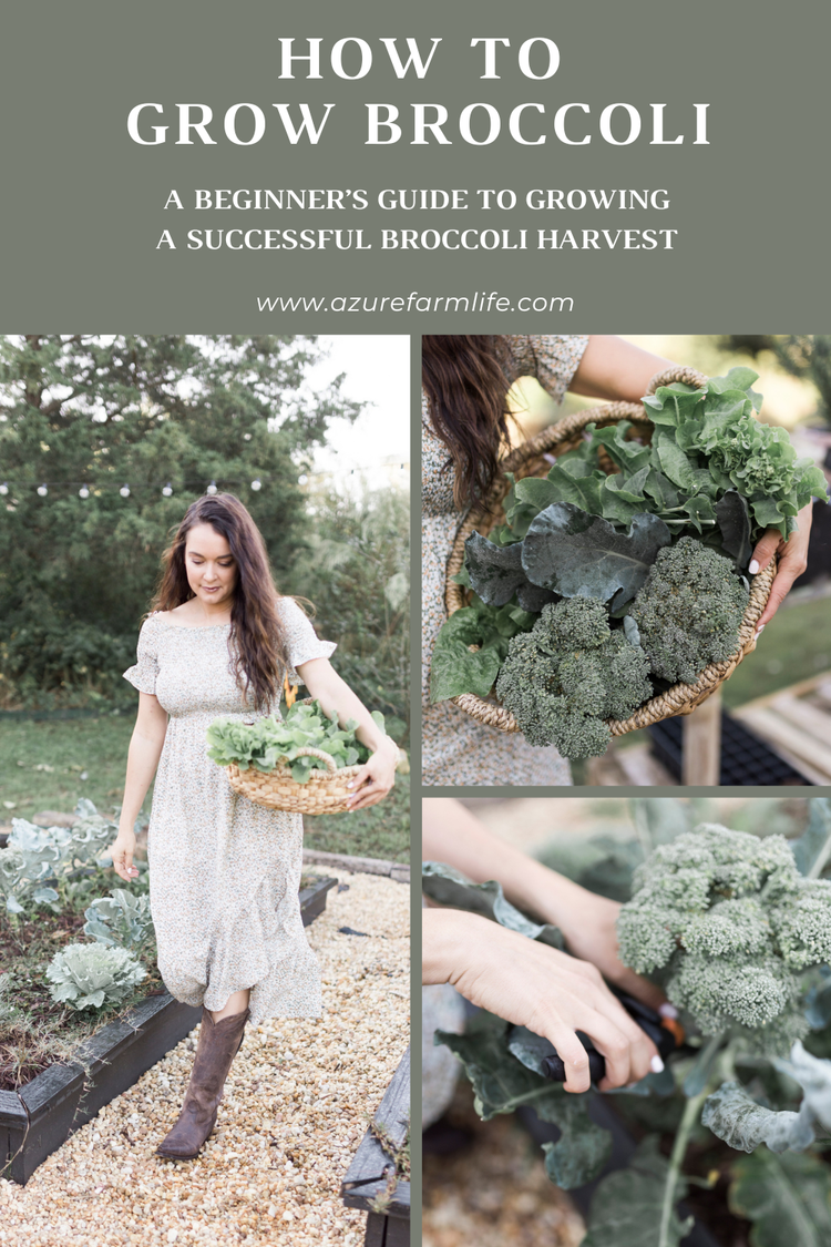 Understand when to Harvest Broccoli and How To Grow It Easily. - Azure Farm