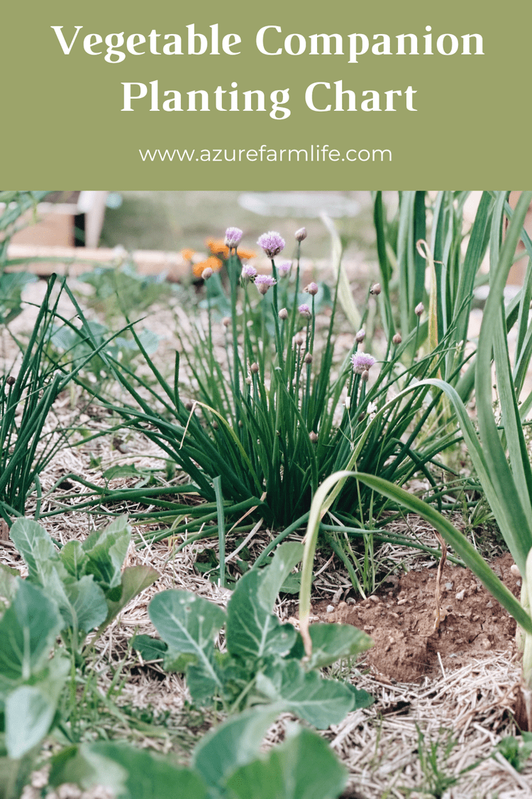Your Companion Planting Chart for a Healthier, Happier Garden