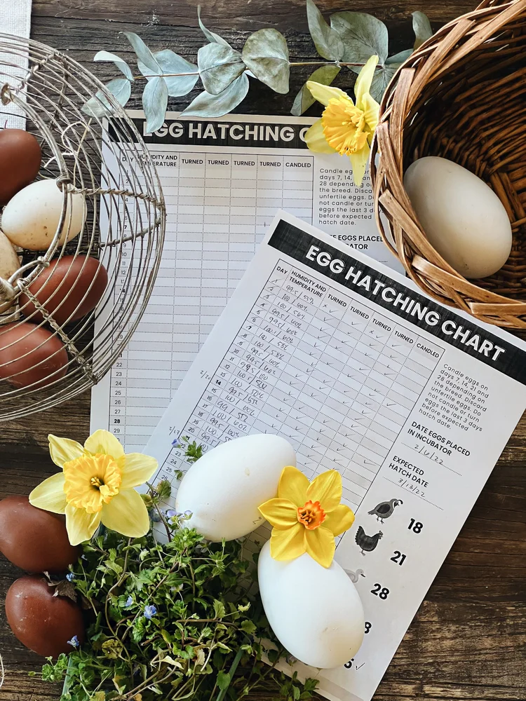 Free Egg Hatching Chart Helping You Keep Track of Your Eggs