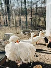 Raising Geese As a Beginner - All The Essentials To Know!