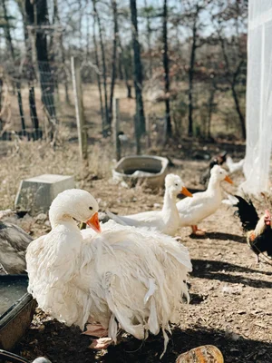 Raising Geese As a Beginner - All The Essentials To Know!