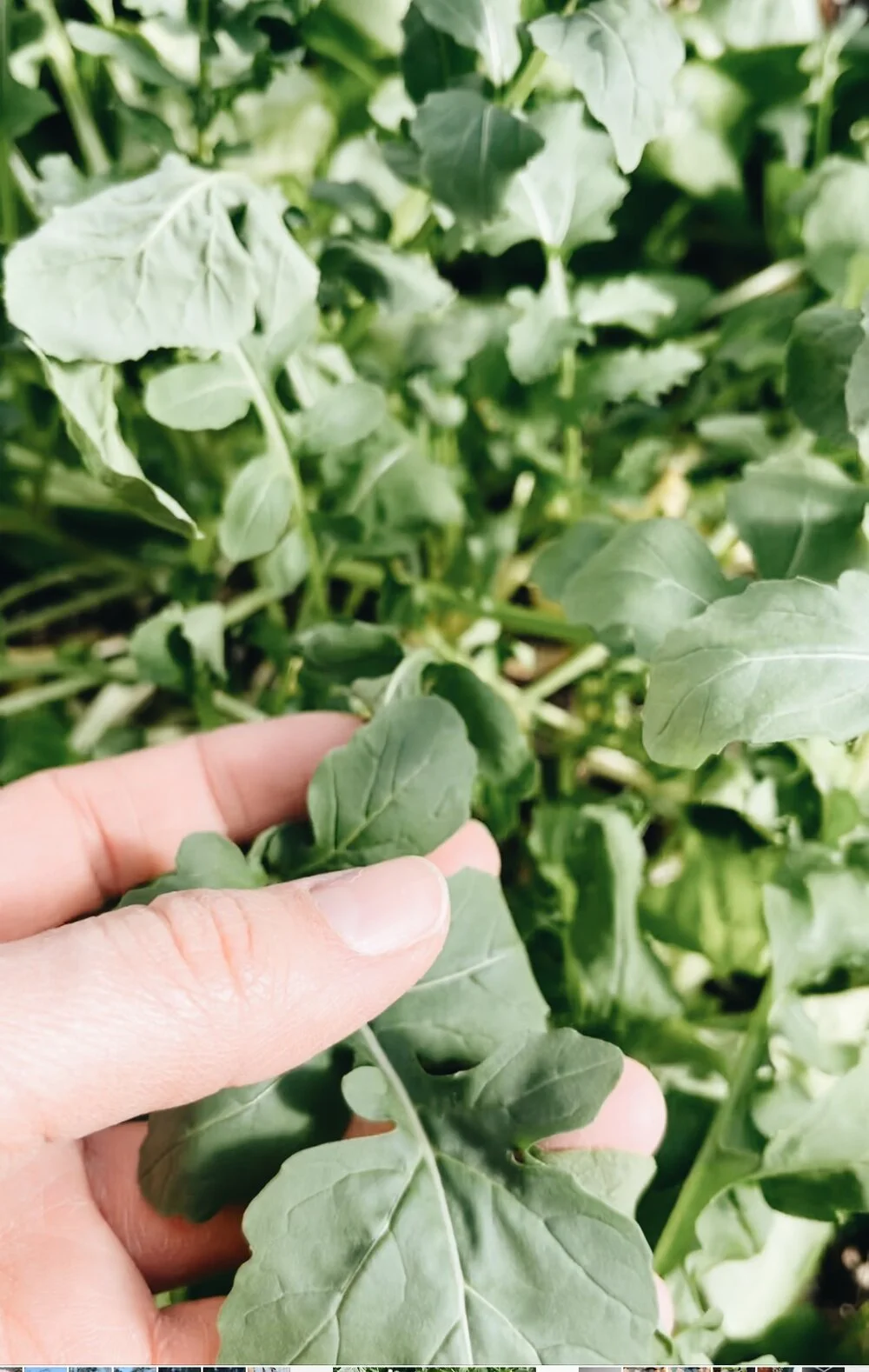 Winter Greens: Planting for Cold-Weather Harvests - Azure Farm