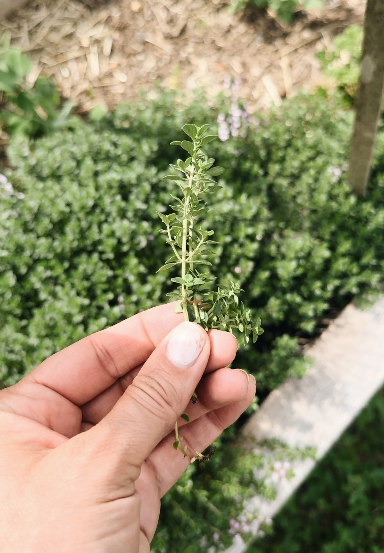 How To Grow Aromatic Thyme At Home!