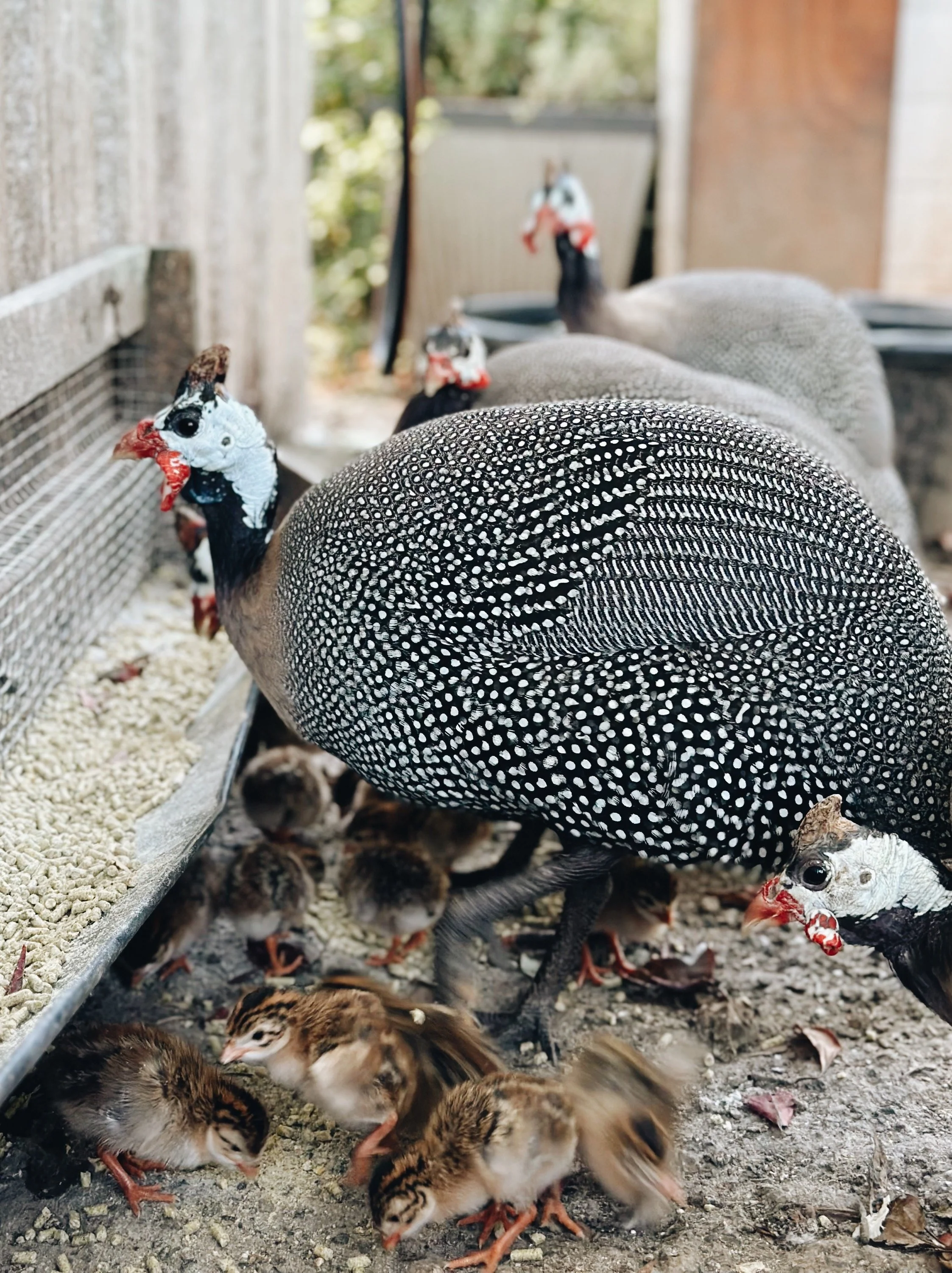 A Beginner’s Guide To Raising Guinea Fowl - Azure Farm