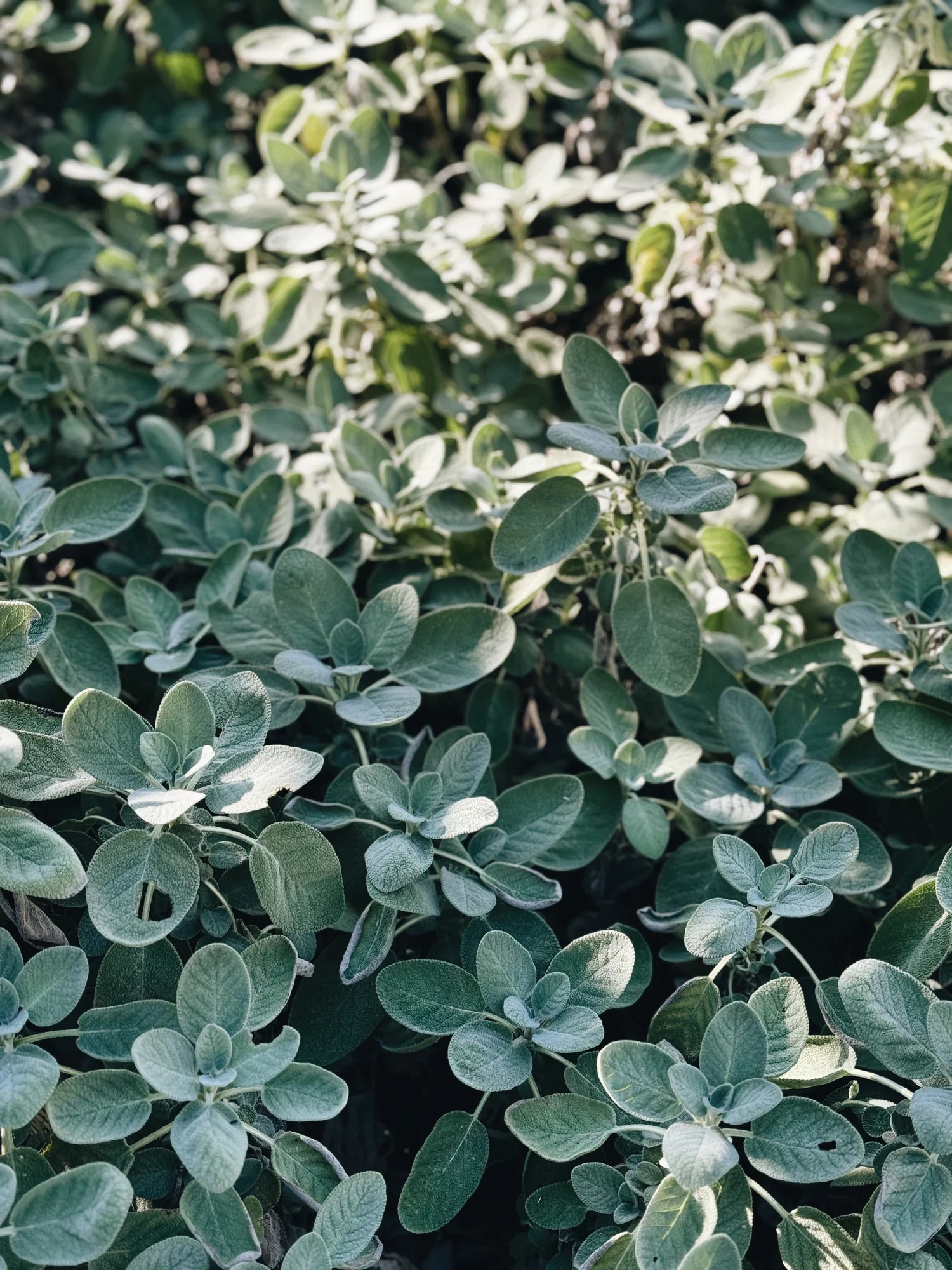 Your Guide To Growing Sage - A Hardy, Perennial Herb