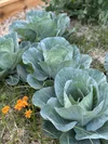 My Complete Guide to Growing Cabbage: From Seed to Harvest