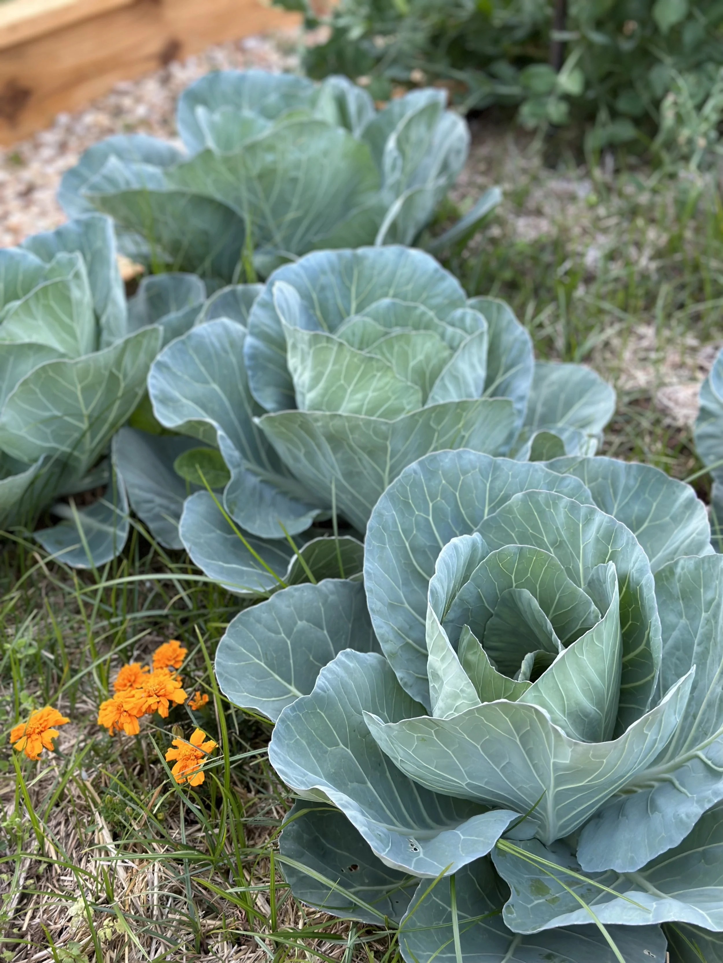 My Complete Guide to Growing Cabbage: From Seed to Harvest