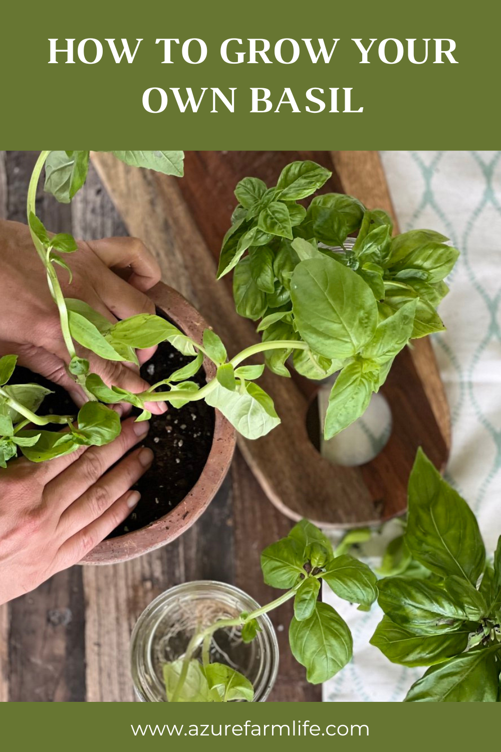 Easily Grow Your Own Basil With These Tips!