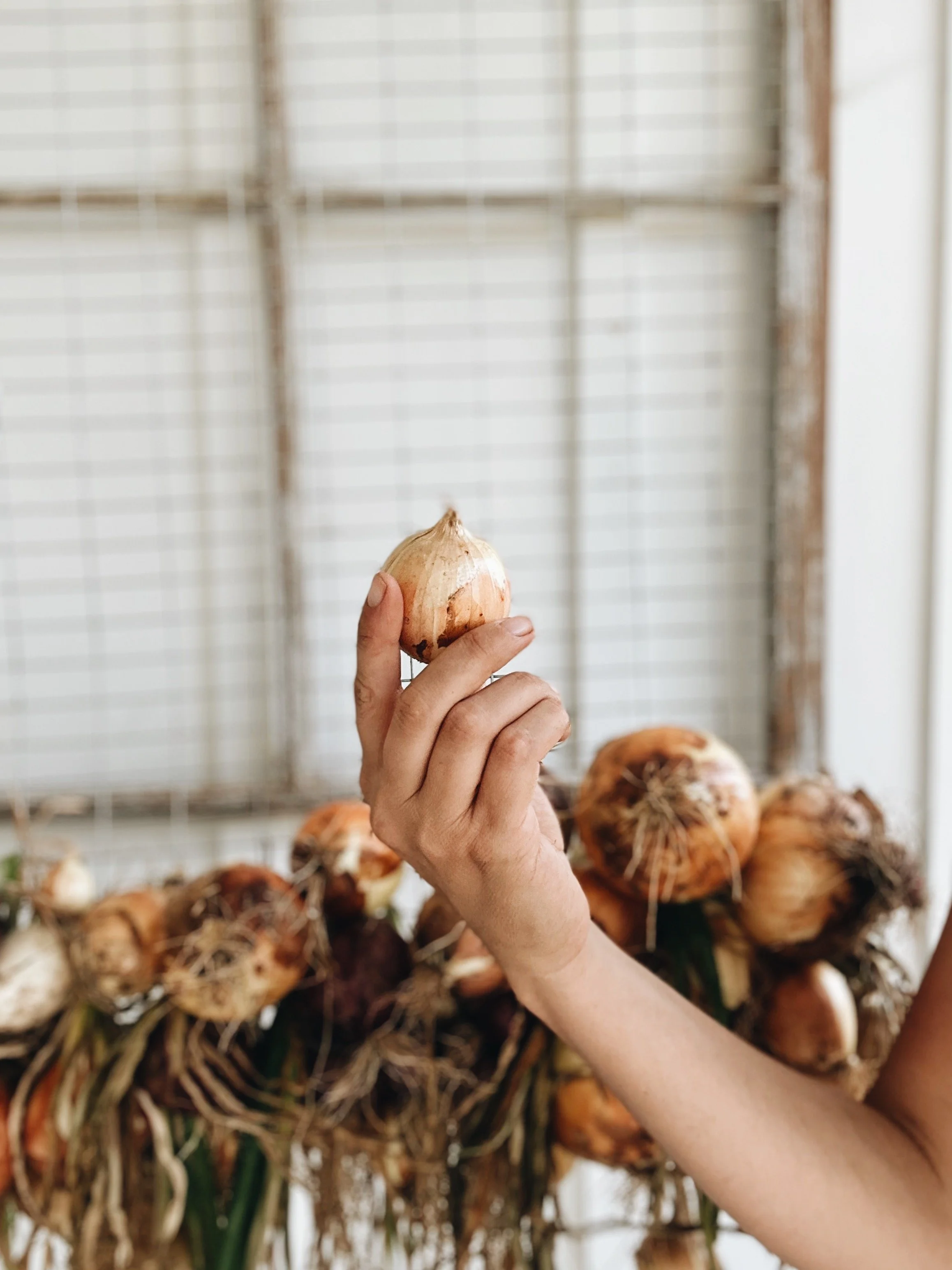 How To Cure And Store Onions To Enjoy Them For Months To Come