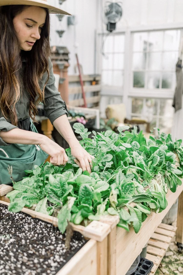 Winter Greens: Planting for Cold-Weather Harvests - Azure Farm