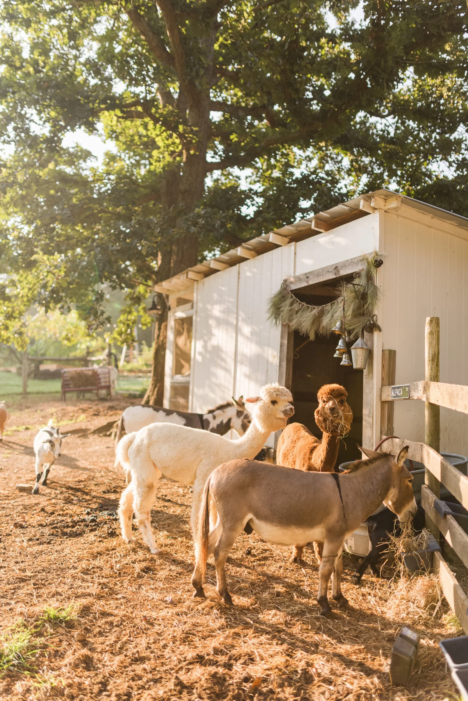 How To Integrate New Animals On Your Farm Or Homestead - Azure Farm