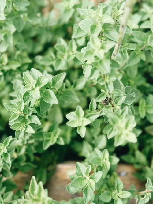 How To Grow Oregano In Your Own Backyard (Or Patio)